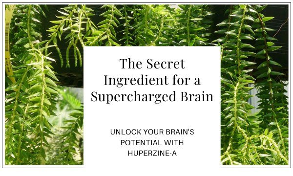 Huperzine-A: Daily Brain Boost & Nootropics | Alkalife