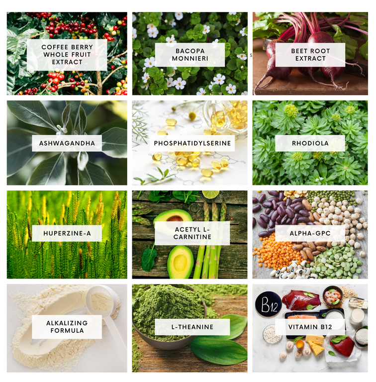 Nootropic Supplement Ingredients | Brain Performance Plus™ | Alkalife